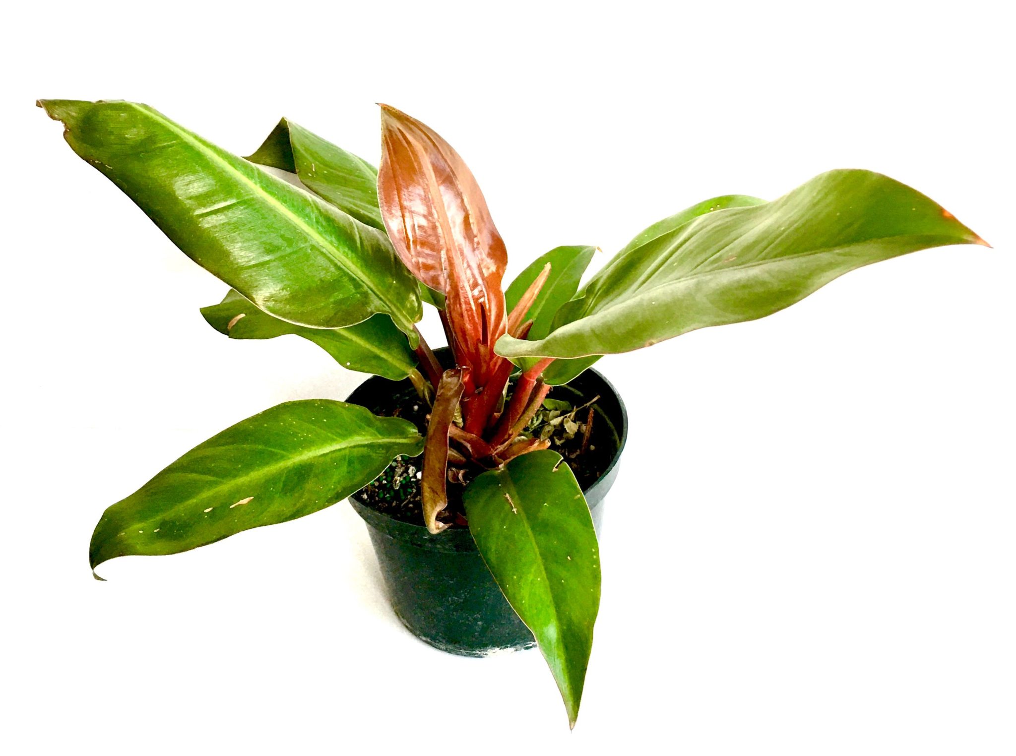 [House Plant]: Prince of Orange Philodendron - Unique and Unusual ...
