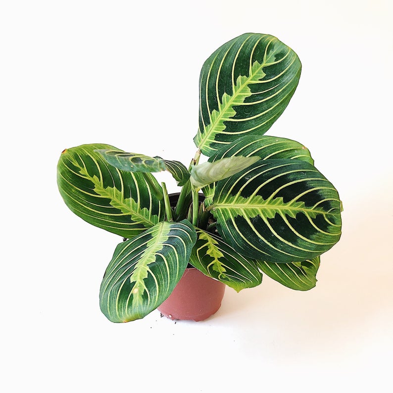 11 Best Places To Buy Indoor Plants | Houseplants Online - Part 1 (2020 ...