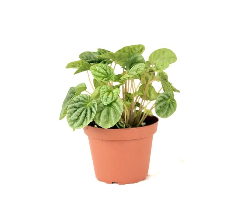 11 Best Places To Buy Indoor Plants | Houseplants Online - Part 1 (2020 ...