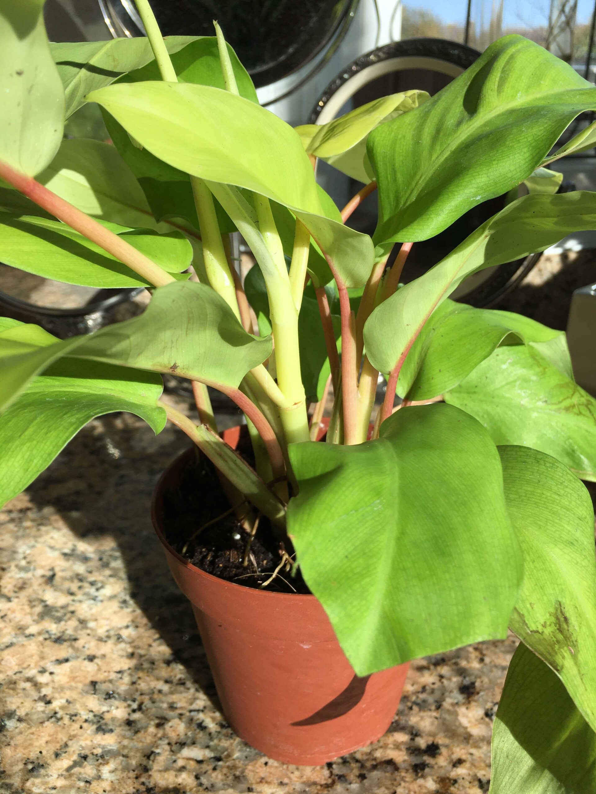[House Plant]: Philodendron 'Lemon Lime' Upright - Unique and Unusual ...