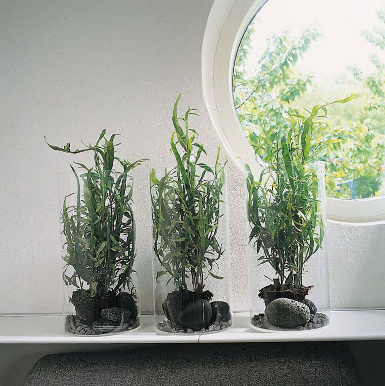 [House Plant]: Homalocladium platycladum 'Ribbon Bush' - Unique and ...