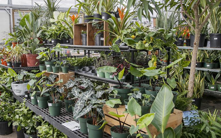 Greenhouse Plants Names