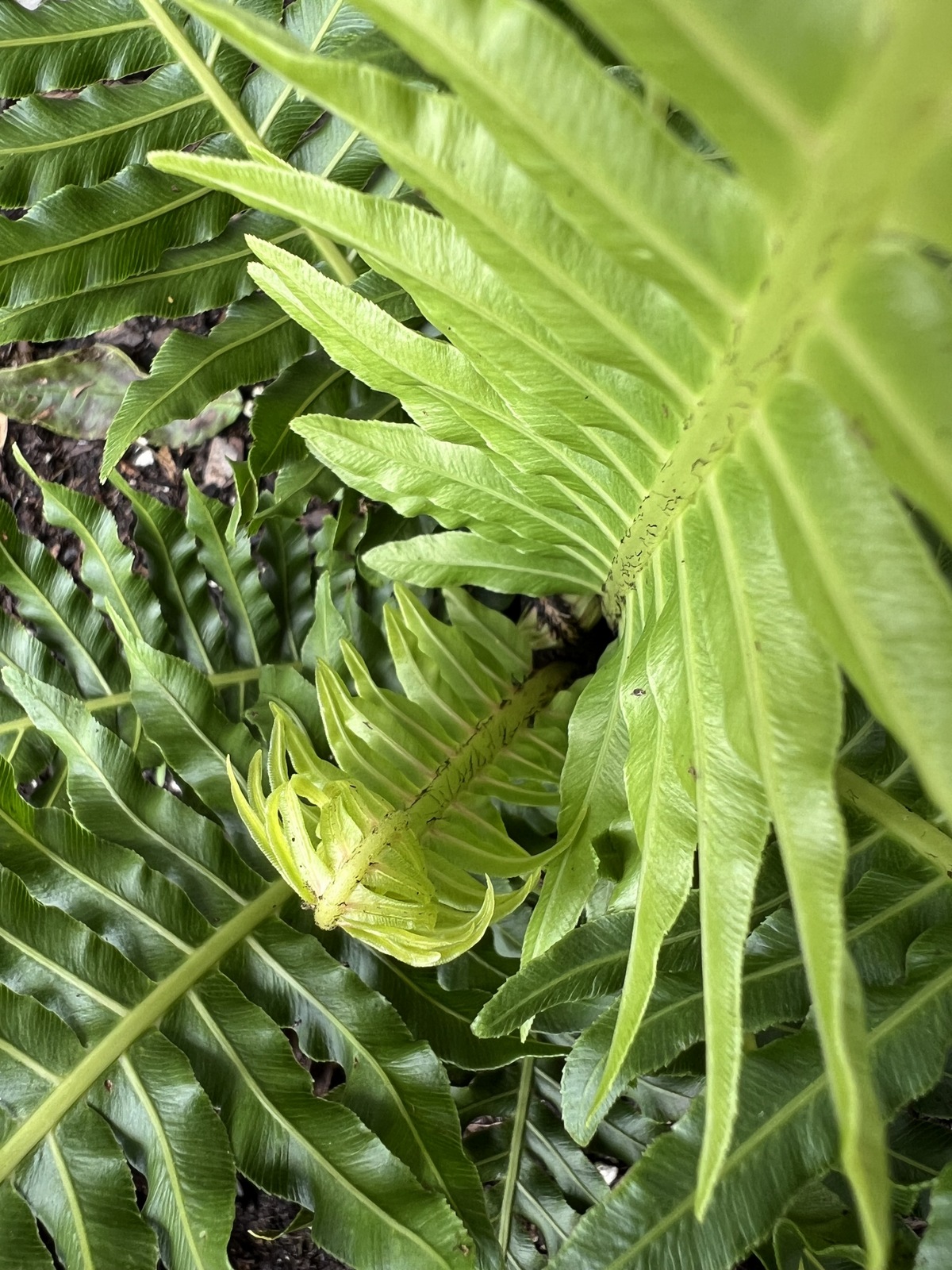 House Plant: 'Silver Lady' Blechnum gibbum (Dwarf Tree Fern) - Unique ...