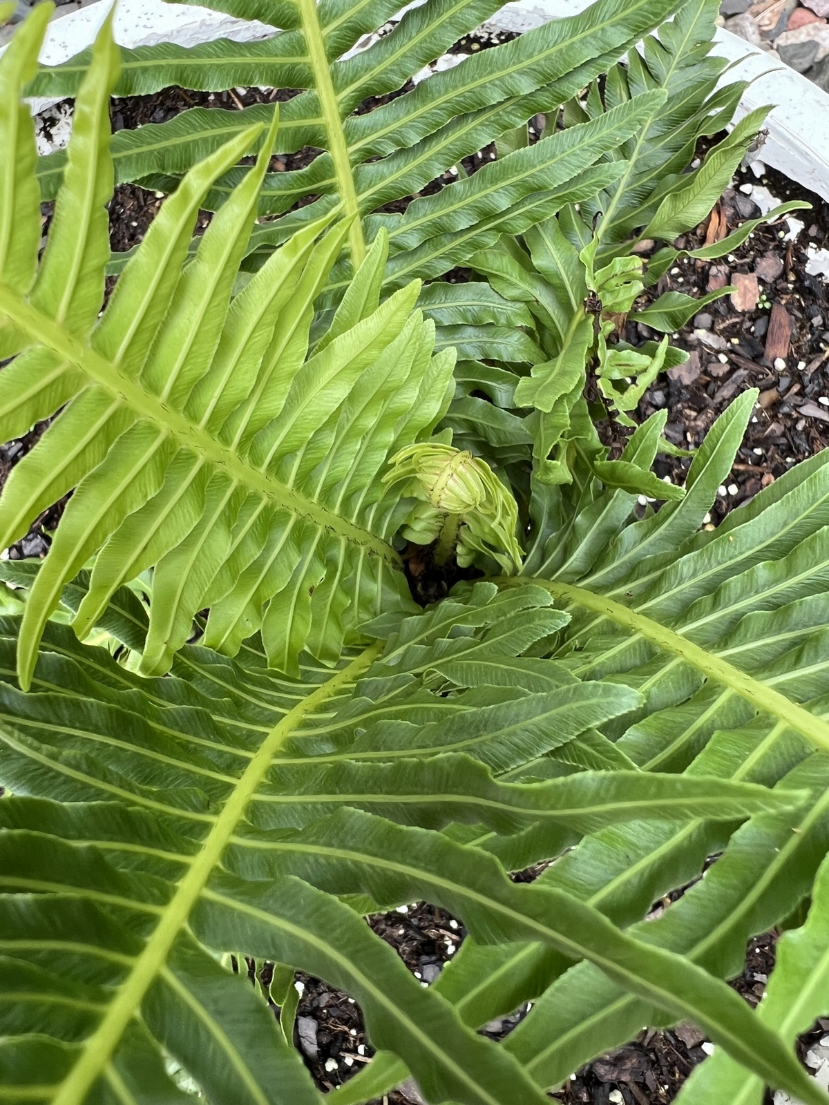 House Plant: 'Silver Lady' Blechnum gibbum (Dwarf Tree Fern) - Unique ...