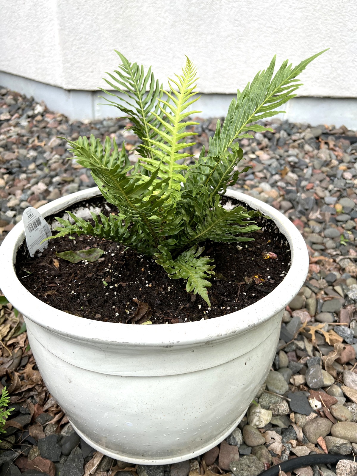 House Plant: 'Silver Lady' Blechnum gibbum (Dwarf Tree Fern) - Unique ...